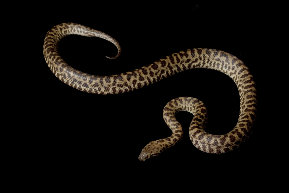 Gefleckter Python (Antaresia maculosa) im Steckbrief - Merkmale ...