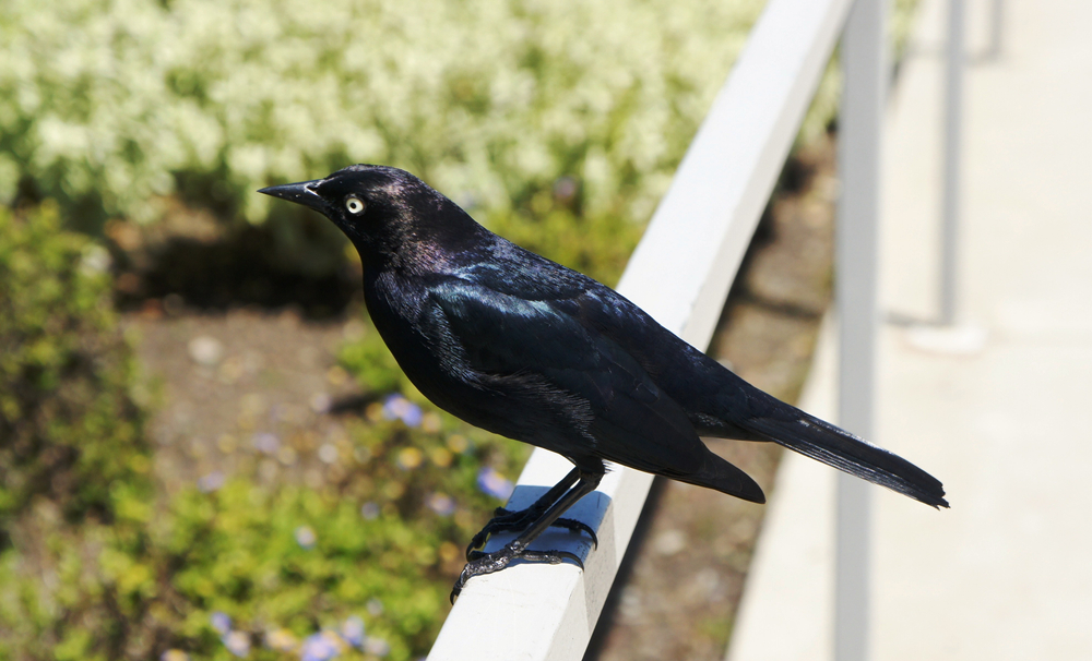 Gelbaugen-Trupial (Agelasticus xanthophthalmus) im Steckbrief ...