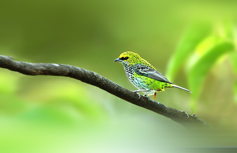 Gelbbauch-Tangare (Tangera xanthogastra) im Steckbrief - Merkmale ...