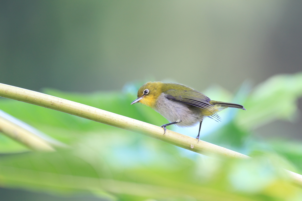 Gelbköpfchen (Zosterops luteus) im Steckbrief - Merkmale, Vorkommen ...