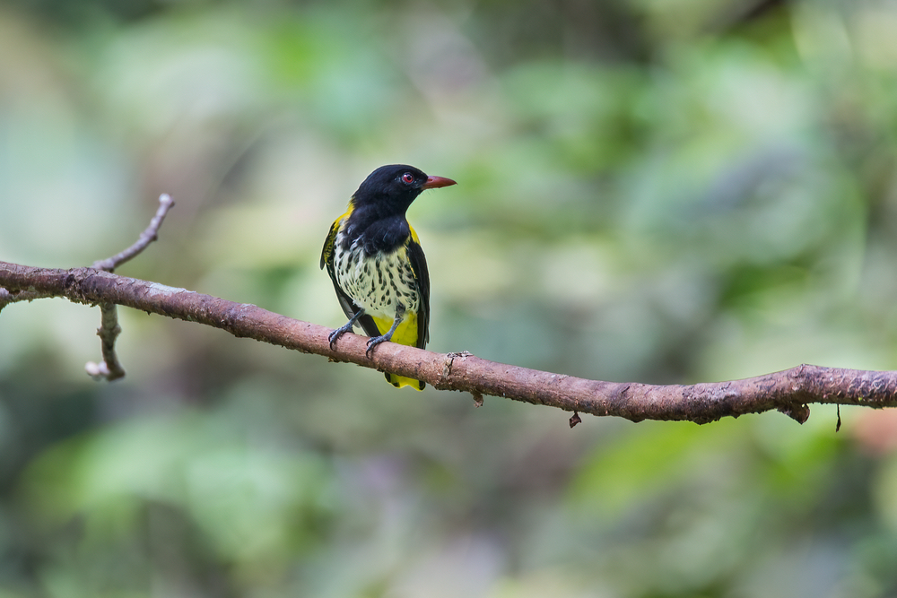 Gelbohr-Pirol (Oriolus xanthonotus) im Steckbrief - Merkmale, Vorkommen ...