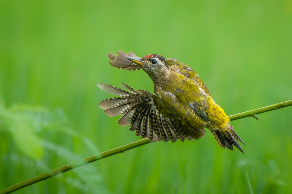 Gelbrücken-Grünspecht (Picus xanthopygaeus) im Steckbrief - Merkmale ...