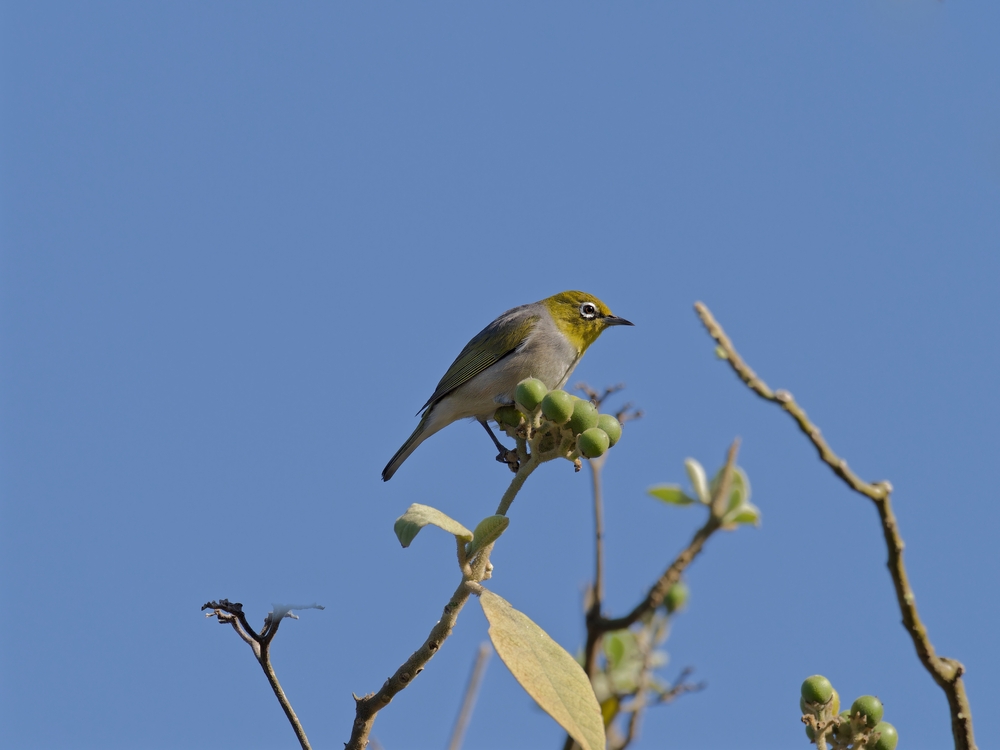 Gelbschnabel-Brillenvogel (Zosterops luteirostris) im Steckbrief ...