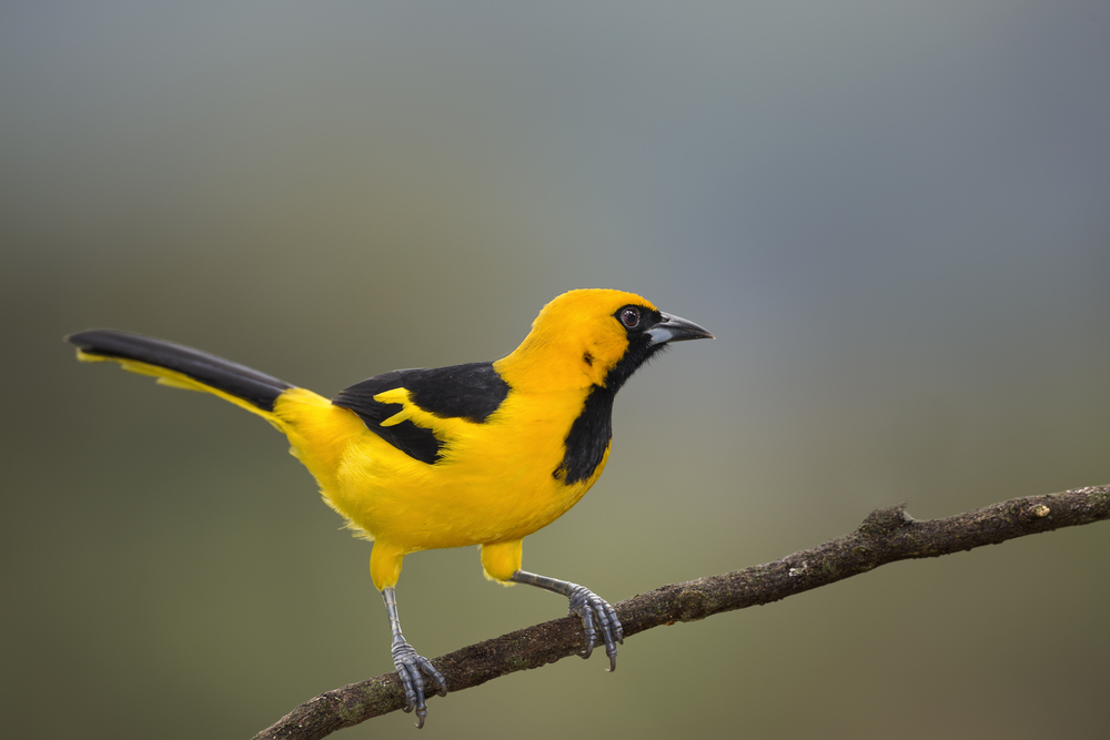 Gelbschulter-Trupial (Icterus mesomelas) im Steckbrief - Merkmale ...