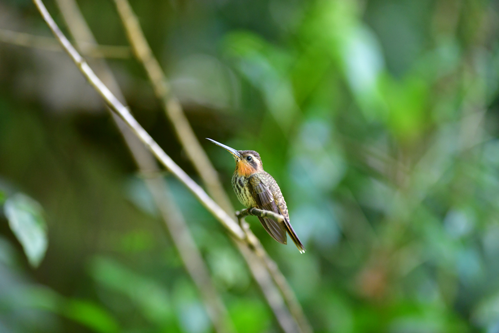 Gestreifte Natter (Ramphodon naevius) im Steckbrief - Merkmale ...