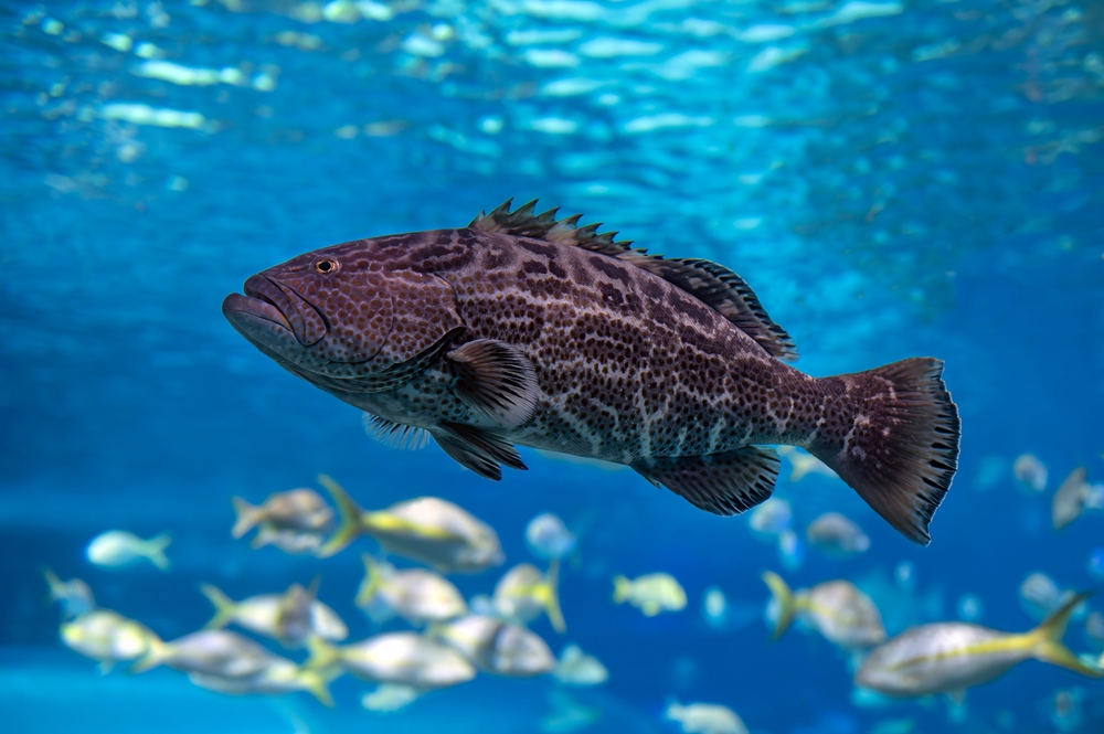 Gift-Zackenbarsch (Mycteroperca venenosa) im Steckbrief - Merkmale ...