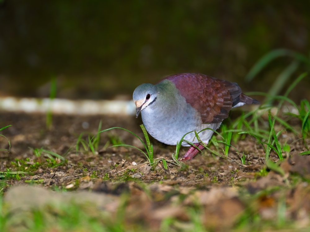 Golddrossel (Zentrygon albifacies) im Steckbrief - Merkmale, Vorkommen ...