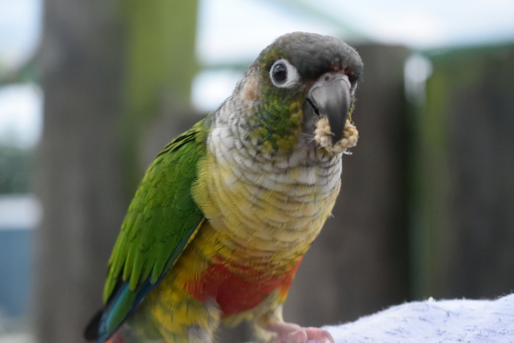 Eigentliche Papageien (Psittacidae) - Tierenzyklopaedie