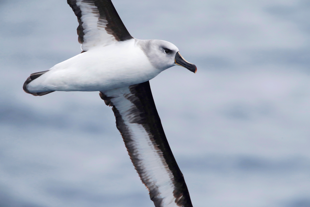 Albatrosse (Diomedeidae) - Tierenzyklopaedie