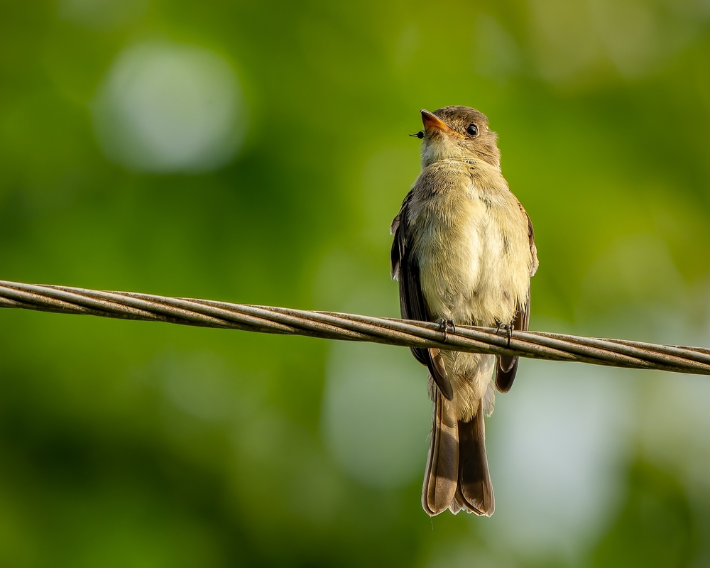 Grauer Pibí (Contopus cinereus) im Steckbrief - Merkmale, Vorkommen ...