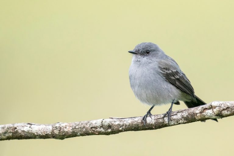 Grauer Tyrann im Steckbrief - Merkmale, Vorkommen, Verhalten etc.