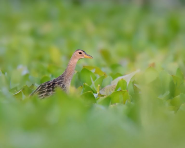 Graufink (Callaeas cinerea) im Steckbrief - Merkmale, Vorkommen ...