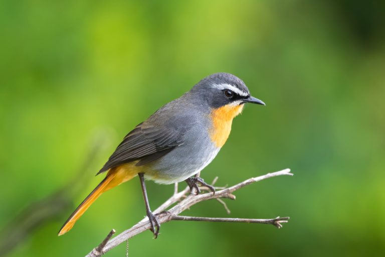 Graurücken-Akalat (Sheppardia polioptera) im Steckbrief - Merkmale ...