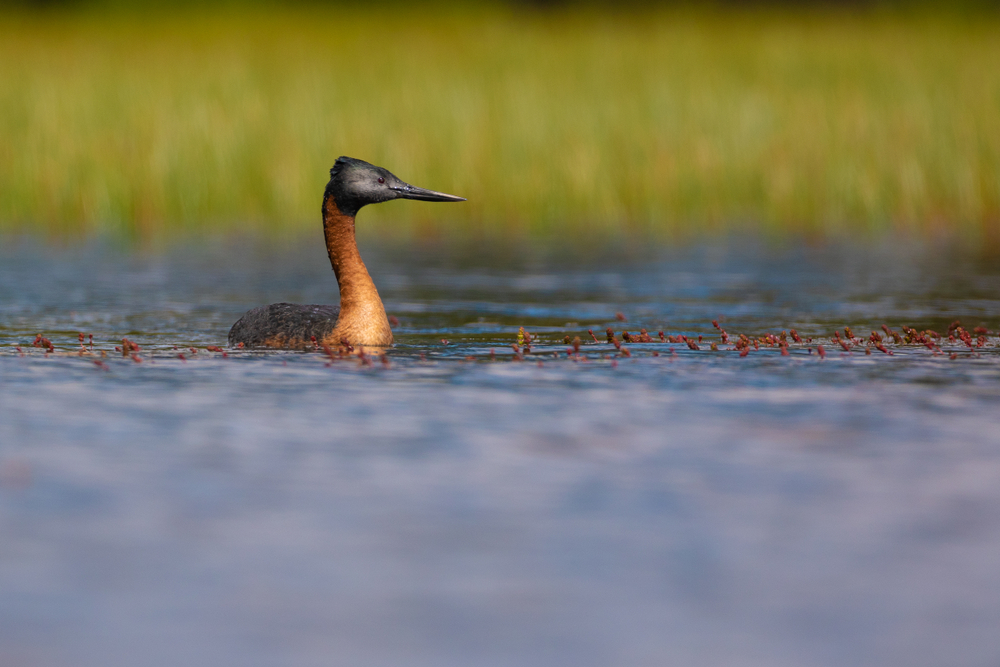 Lappentaucher (Podicipedidae) - Tierenzyklopaedie