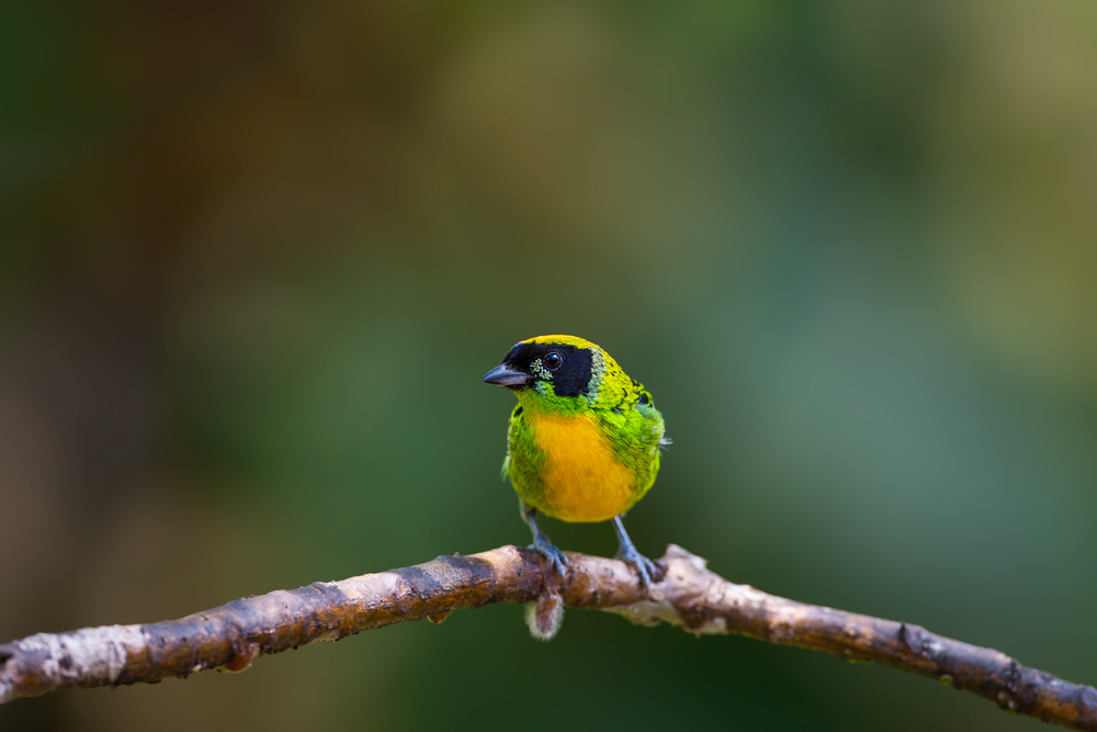 Tangaren (Thraupidae) - Tierenzyklopaedie