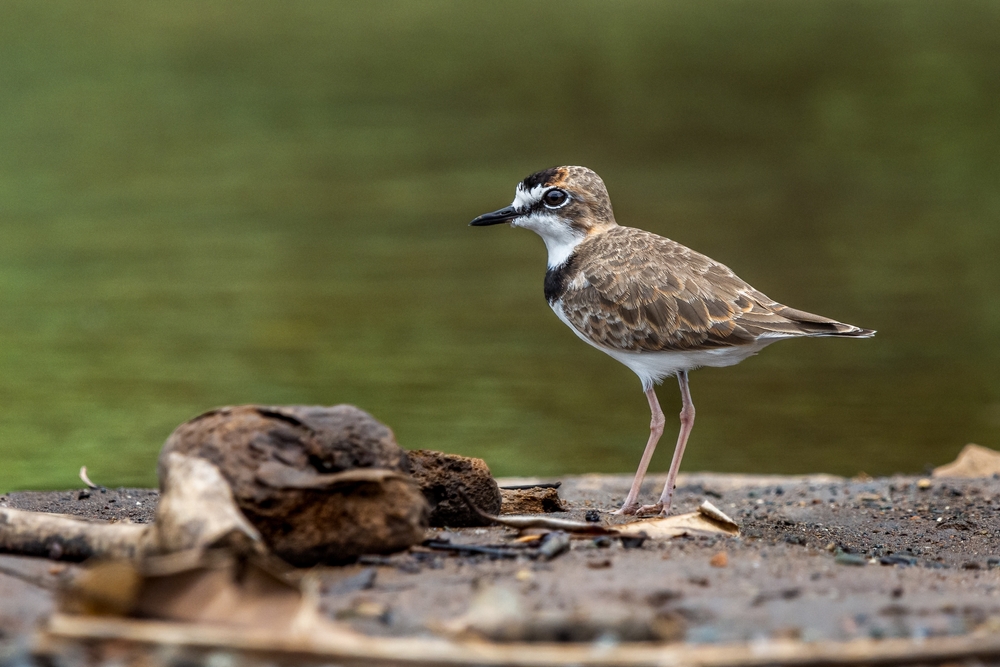 Halsbandregenpfeifer (Collared Plover) im Steckbrief - Merkmale ...