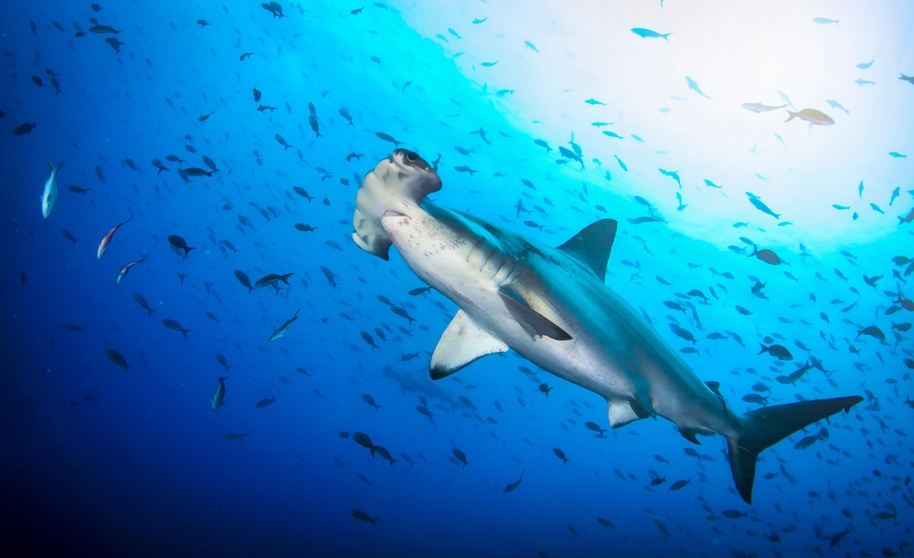 Hammerhaie (Sphyrnidae) im Steckbrief - Merkmale, Vorkommen, Verhalten etc.