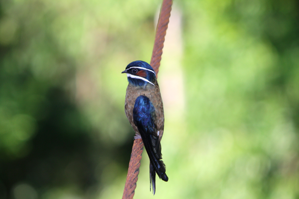 Hauben-Segler (Hemiprocne comata) im Steckbrief - Merkmale, Vorkommen ...