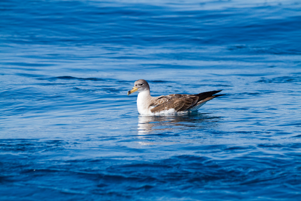 Sturmvögel (Procellariidae) - Tierenzyklopaedie