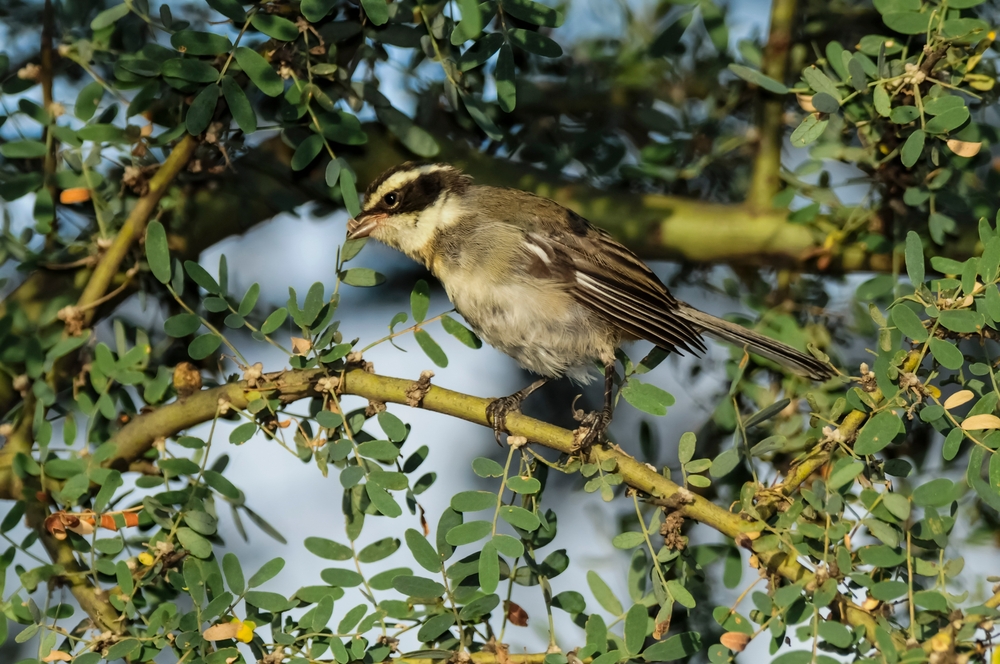 Hochland-Bergsperling (Poospiza alticola) im Steckbrief - Merkmale ...