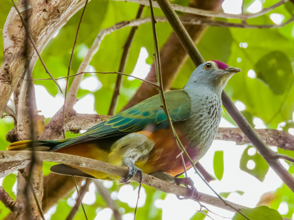 Huttons Fruchttaube (Ptilinopus huttoni) im Steckbrief - Merkmale ...