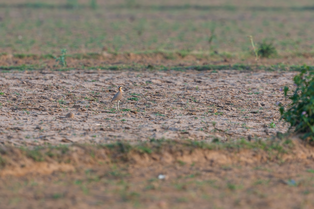 Indischer Renner (Cursorius coromandelicus) im Steckbrief - Merkmale ...