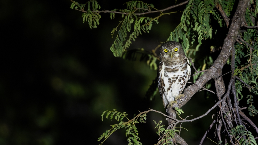 Kap-Zwergkauz (Glaucidium capense) im Steckbrief - Merkmale, Vorkommen ...