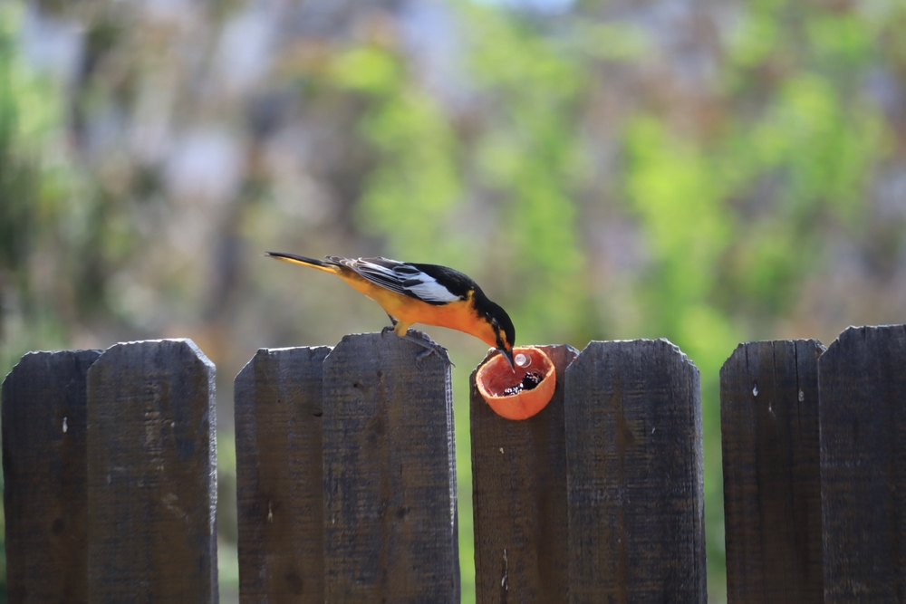 Kapuzen-Trupial (Icterus cucullatus) im Steckbrief - Merkmale ...