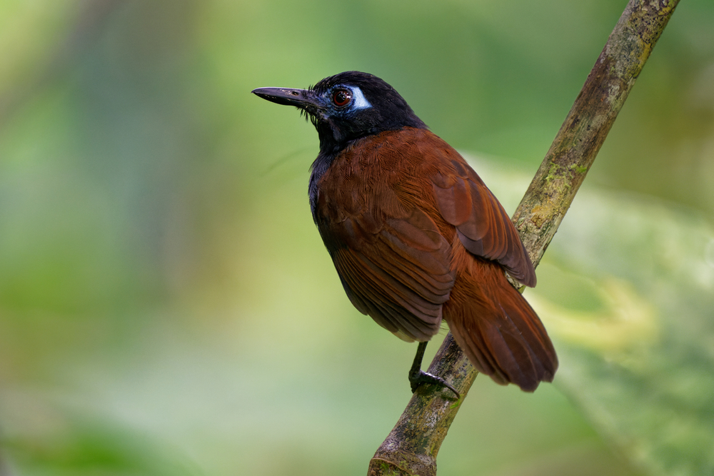 Kastanien-Ameisenpitta (Pithys castaneus) im Steckbrief - Merkmale ...
