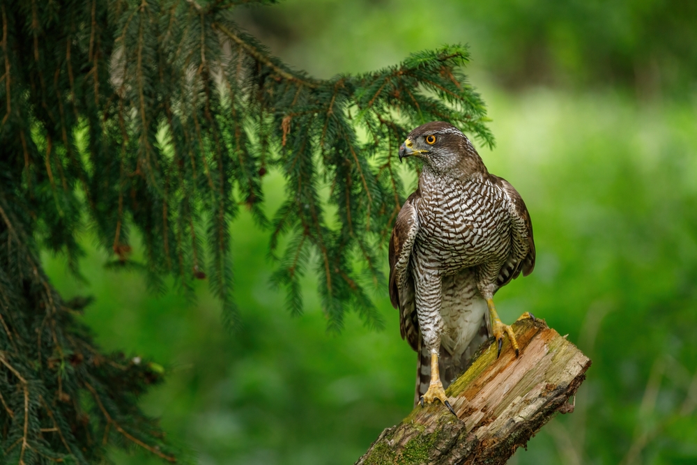 Kastanienhabicht (Accipiter castanilius) im Steckbrief - Merkmale ...