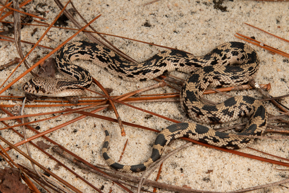 Nattern (Colubridae) - Tierenzyklopaedie