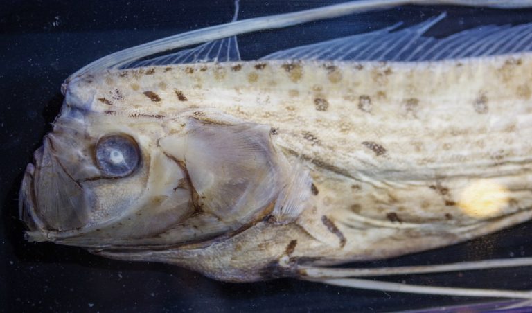 Königs-Laternenfisch im Steckbrief - Merkmale, Vorkommen, Verhalten etc.