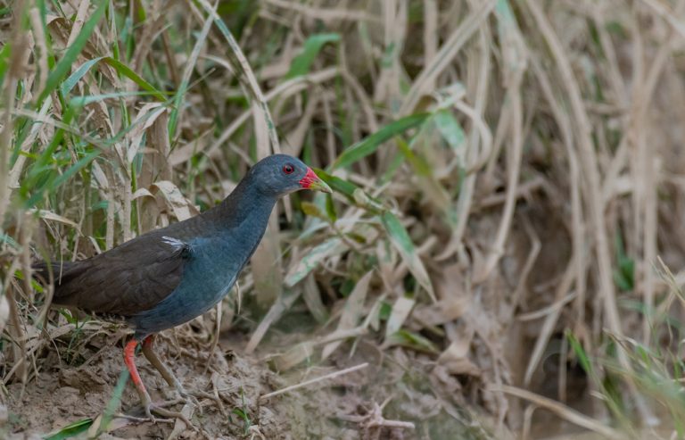 Kolumbien-Sumpfhuhn im Steckbrief - Merkmale, Vorkommen, Verhalten etc.