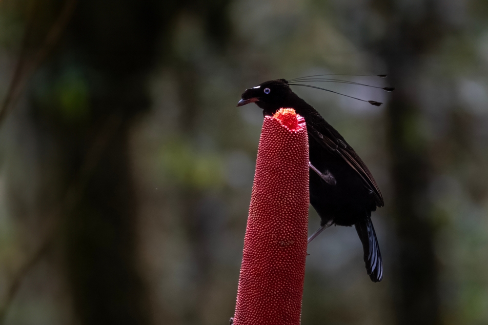 Lawes Parotia (Parotia lawesii) im Steckbrief - Merkmale, Vorkommen ...