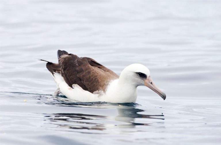 Albatrosse (Diomedeidae) - Tierenzyklopaedie