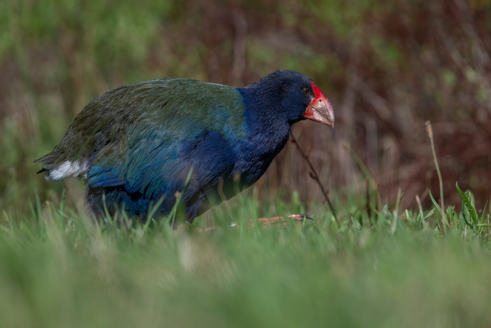 Mantells Purpurhuhn (Mantells Purpurhuhn) im Steckbrief - Merkmale ...