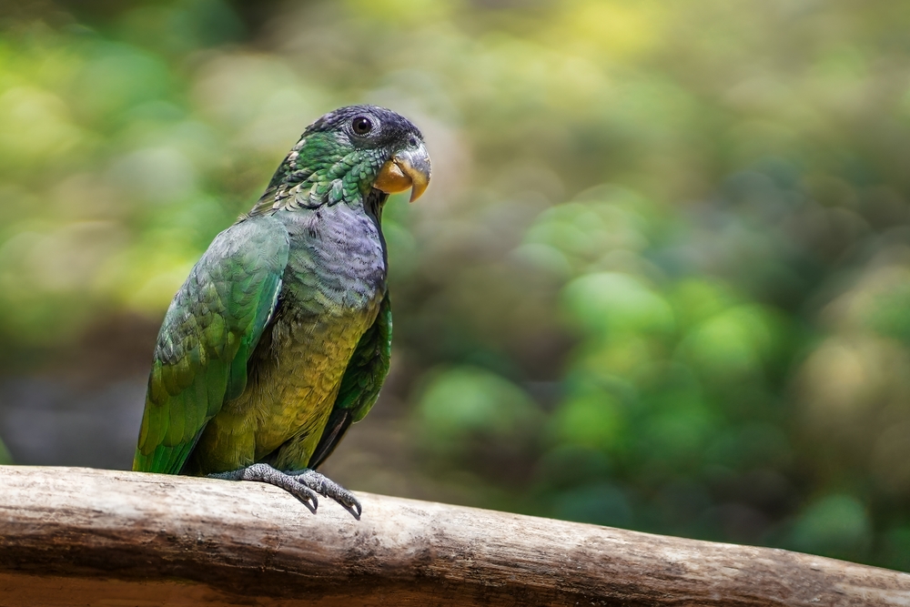 Maximilian-Sittich (Pionus maximiliani) im Steckbrief - Merkmale ...