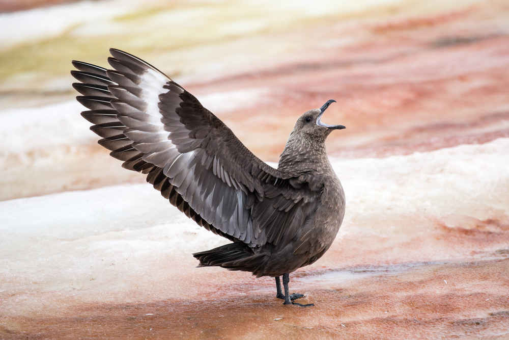 McCormicks Raubmöwe (Stercorarius maccormicki) im Steckbrief - Merkmale ...