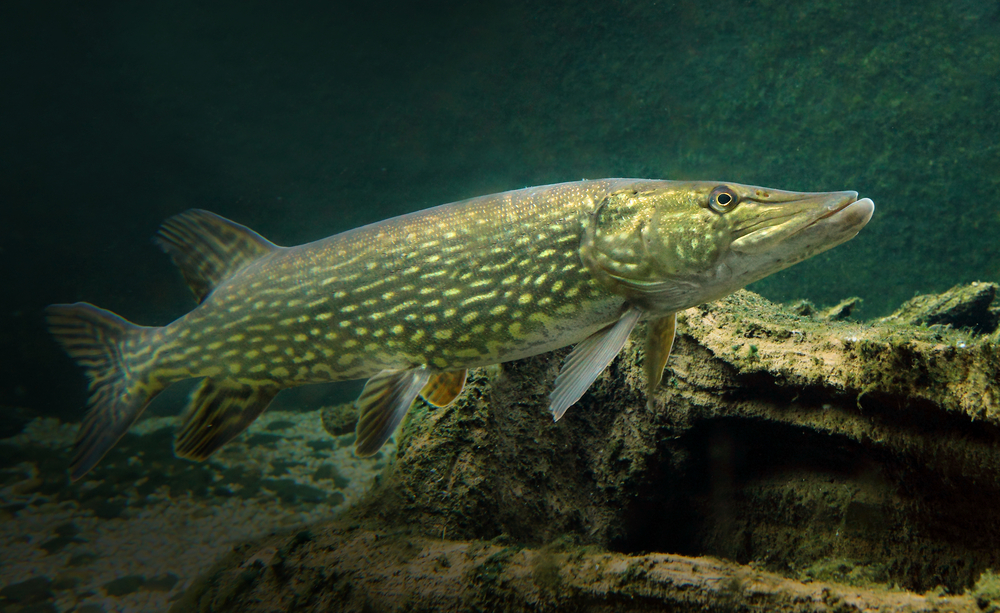 Muskellunge (Esox masquinongy) im Steckbrief - Merkmale, Vorkommen ...