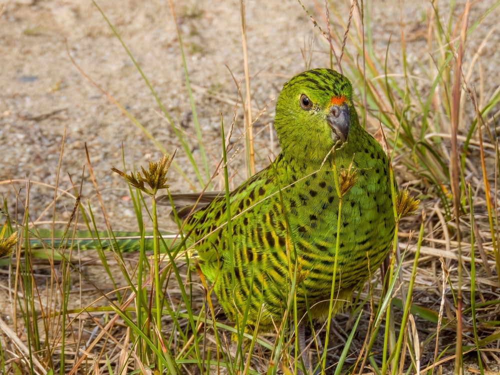 Nacht-Sittich (Pezoporus occidentalis) im Steckbrief - Merkmale ...