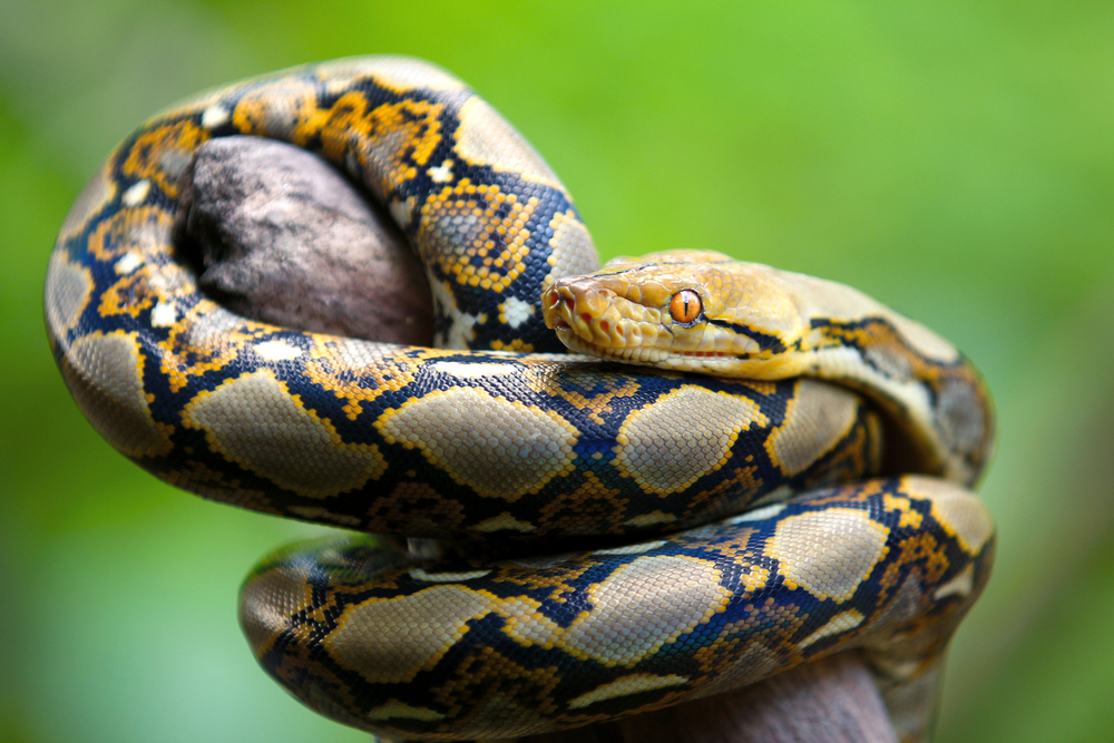 Netzpython (Malayopython reticulatus) im Steckbrief - Merkmale ...