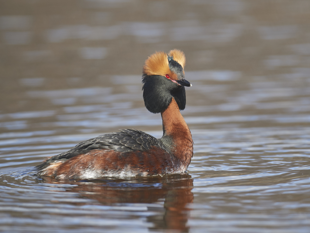Lappentaucher (Podicipedidae) - Tierenzyklopaedie