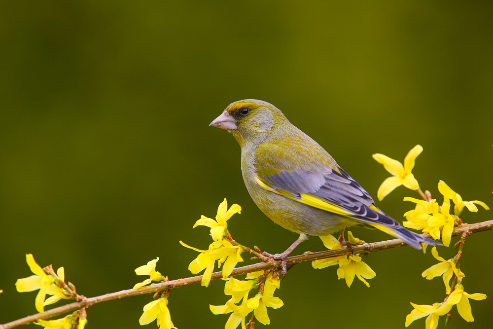 Olivgrüner Brillenvogel (Zosterops chloris) im Steckbrief - Merkmale ...