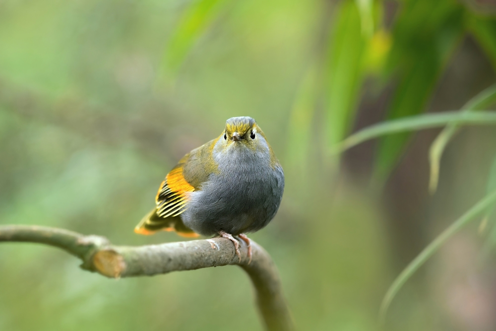 Omei-Liocichla (Liocichla omeiensis) im Steckbrief - Merkmale ...