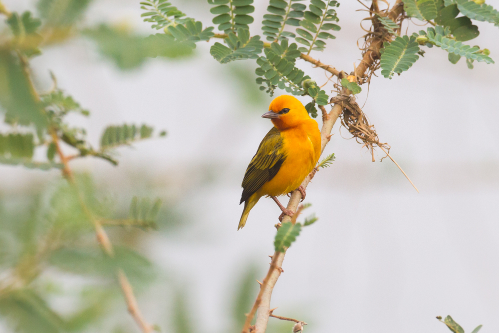 Orange Weaver (Ploceus aurantius) im Steckbrief - Merkmale, Vorkommen ...
