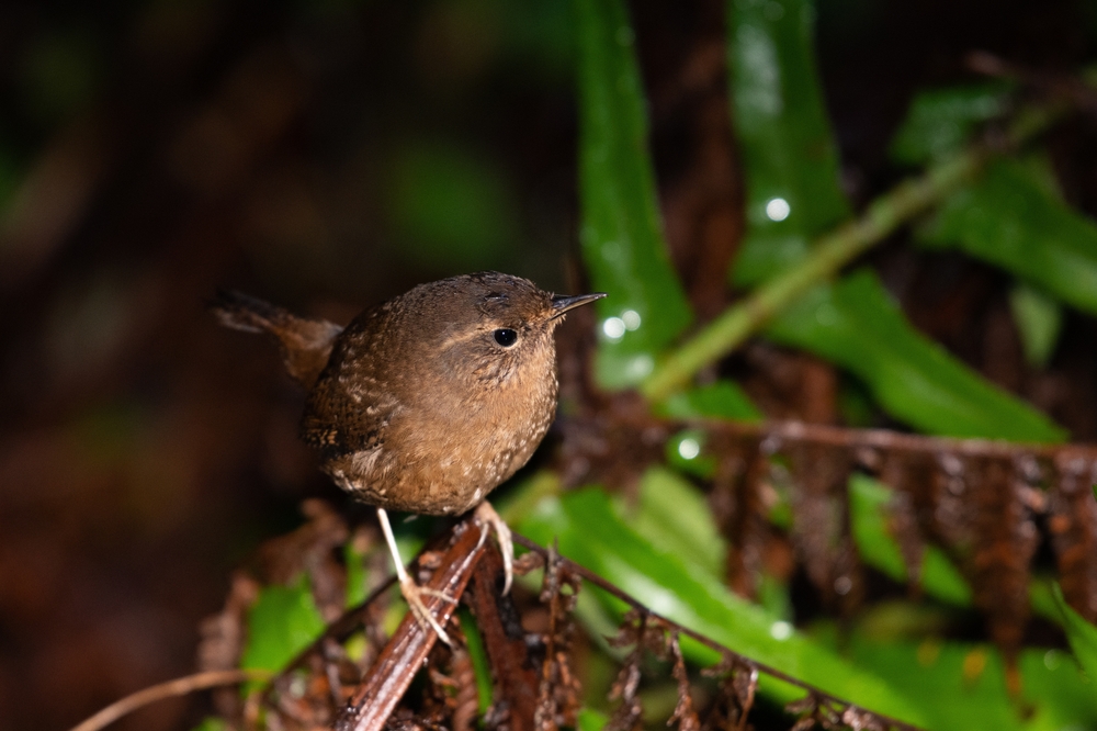 Panama-Tapaculo (Scytalopus parkeri) im Steckbrief - Merkmale ...