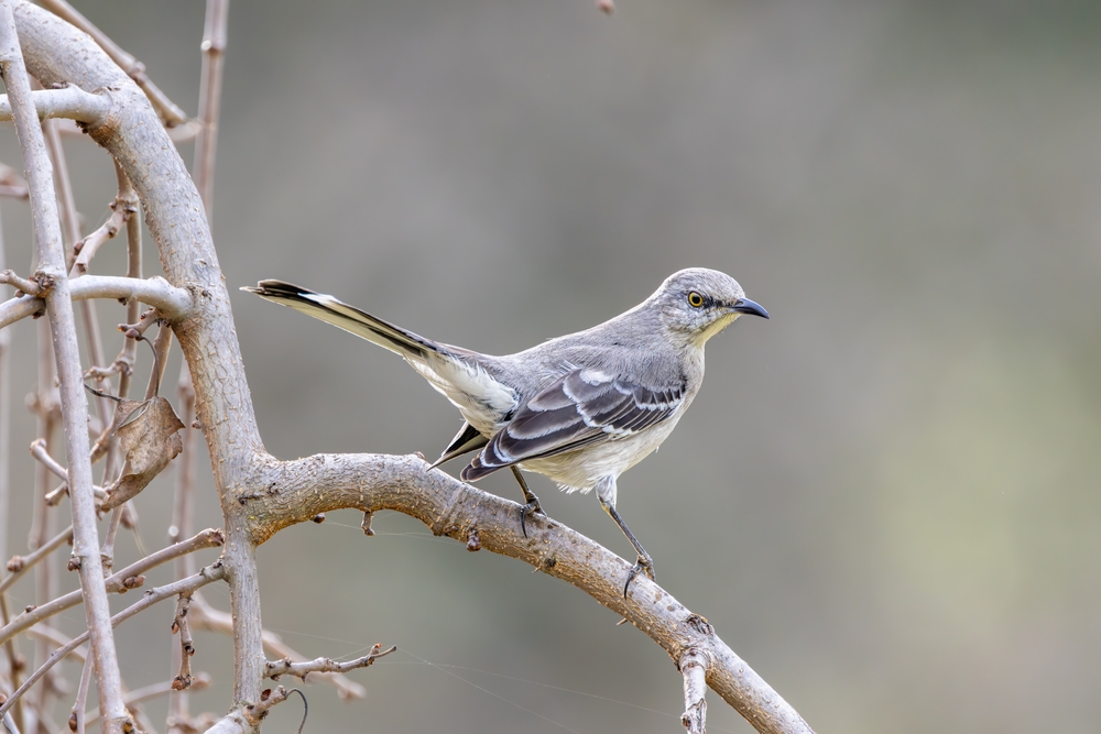 Patagonische Spottdrossel (Mimus patagonicus) im Steckbrief - Merkmale ...