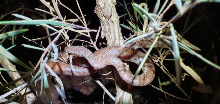 Perthischer Python (Antaresia perthensis) im Steckbrief - Merkmale ...