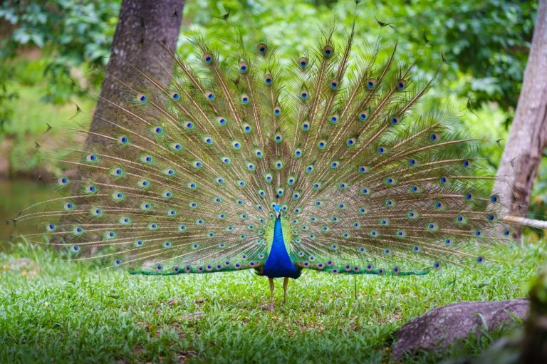 Pfau (Pavo cristatus) im Steckbrief - Merkmale, Vorkommen, Verhalten etc.