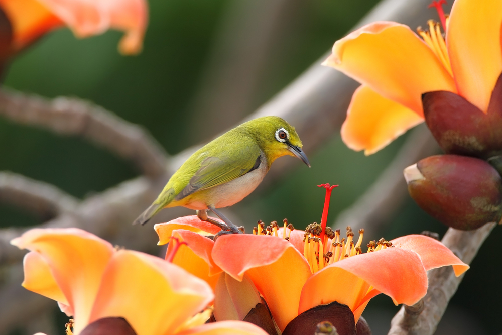 Prächtiger Brillenvogel (Zosterops splendidus) im Steckbrief - Merkmale ...